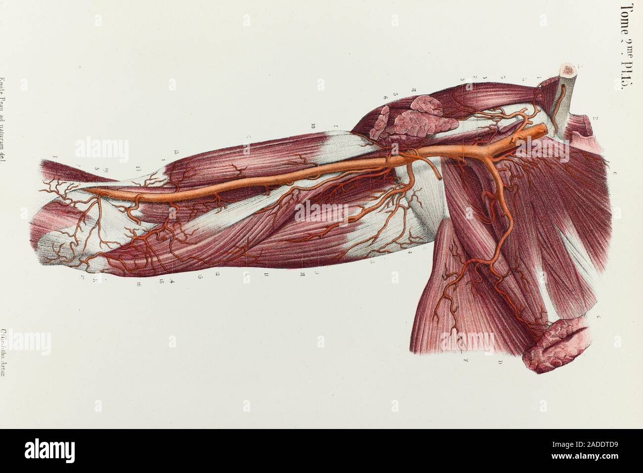 Oberer Arm Arterien und Muskeln, 1866 Abbildung. Diese Seite ist die ...