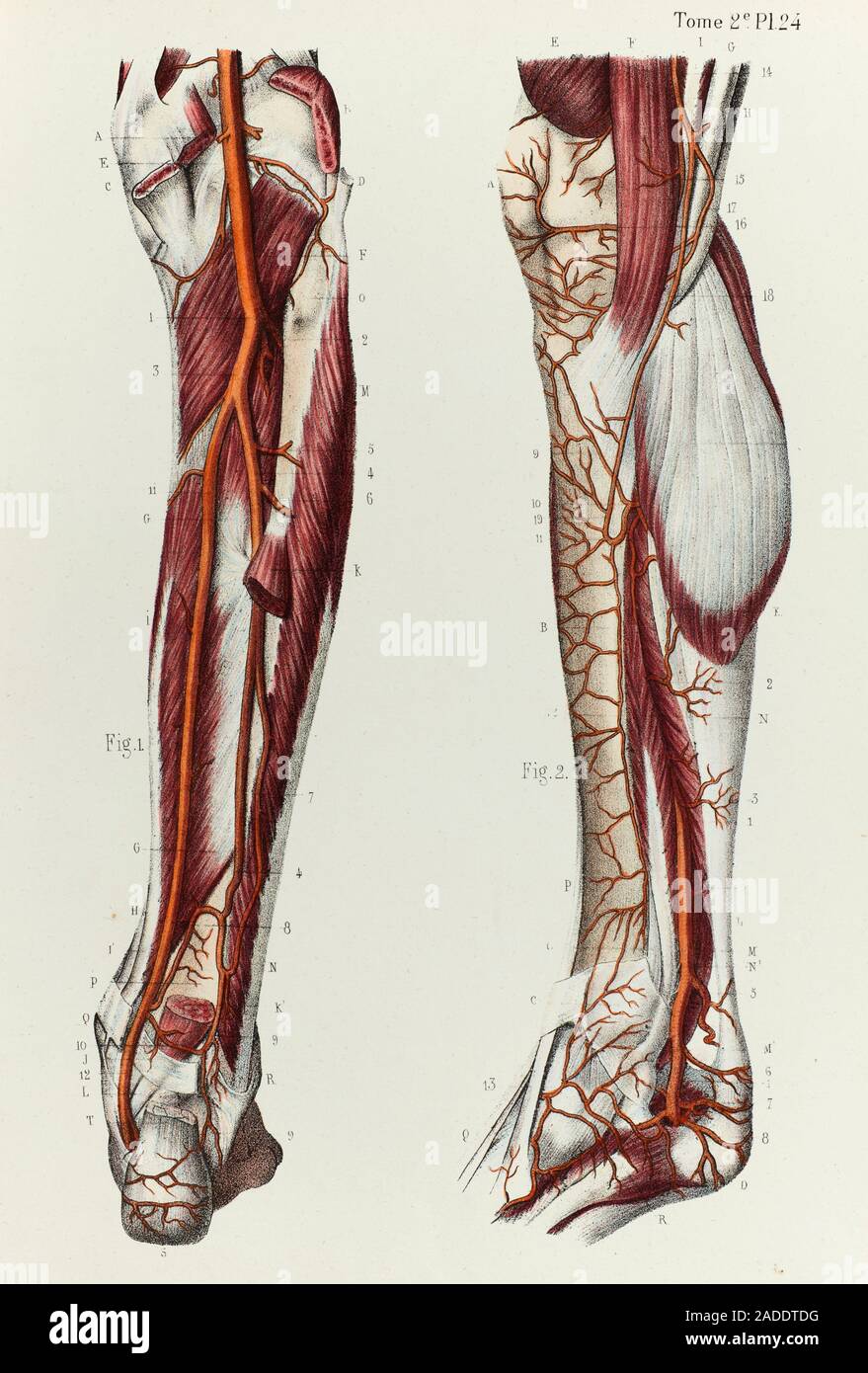 Bein Arterien, 1866 Abbildung. Diese Seite ist die Platte 24 aus dem ...
