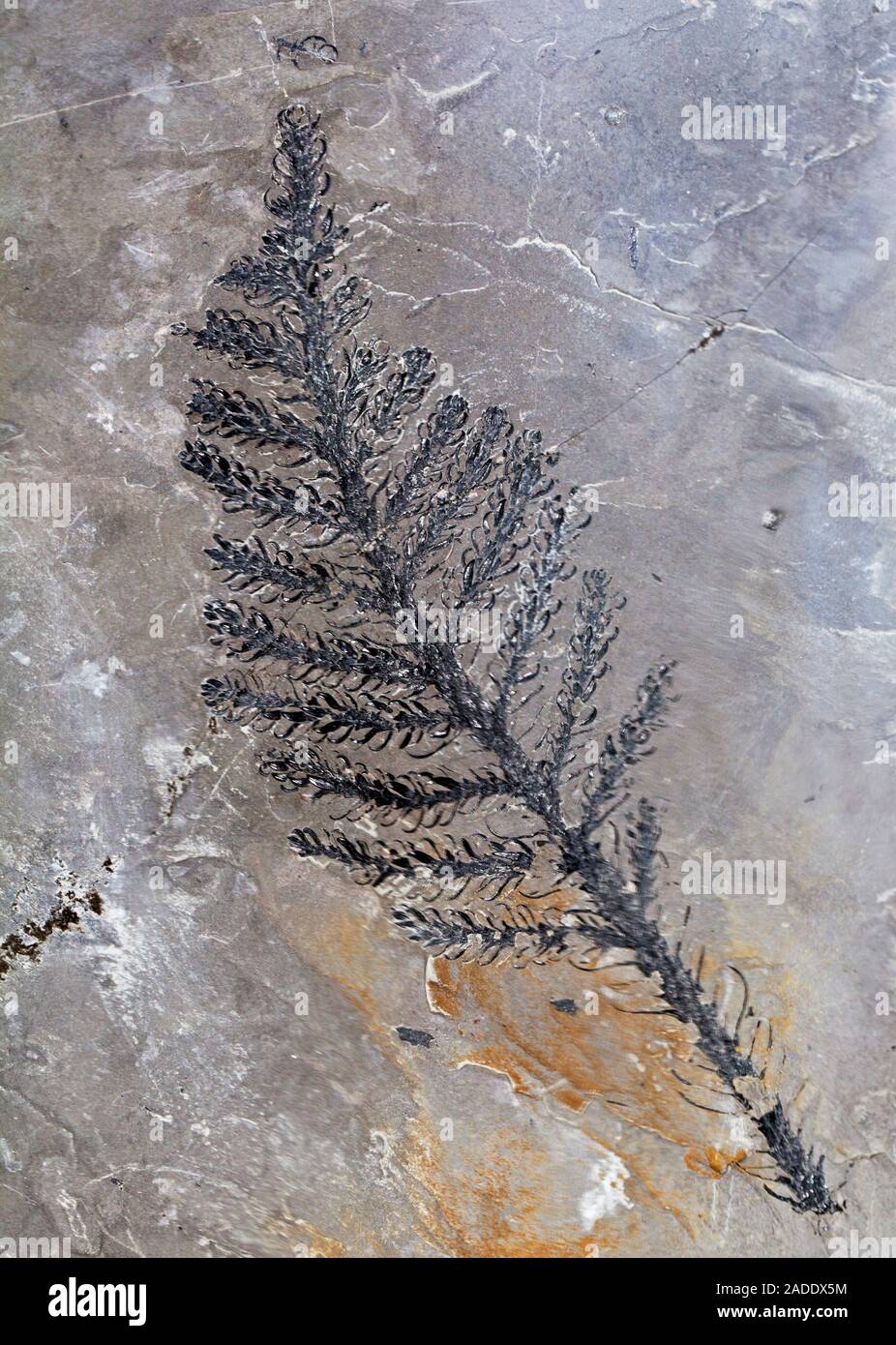 Otovicia, auch als Walchia bekannt, ist ein kleines, heute ...