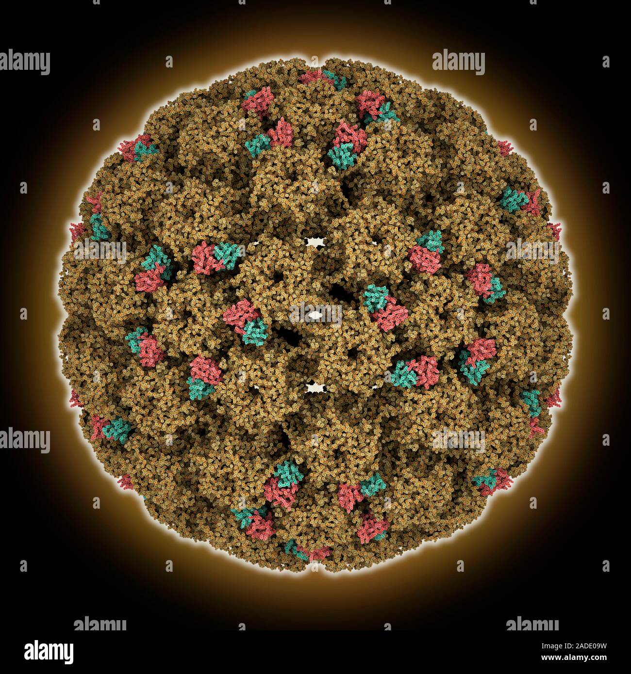 Human Papilloma Virus 16 Kapsid. Computer Modell zeigt die Struktur des ...