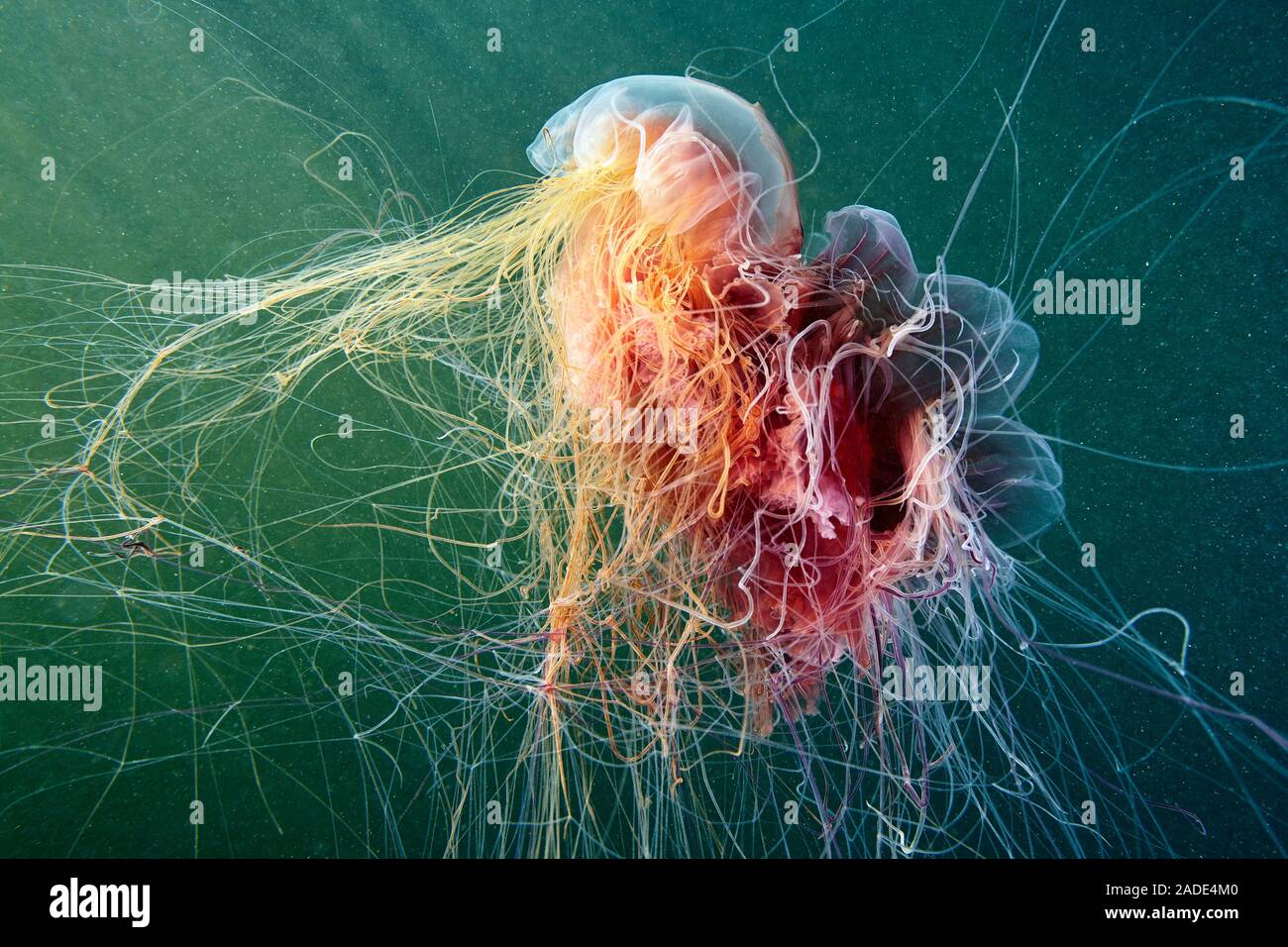 Lion's mane Quallen (Cyanea Capillata) Kannibalismus, mit einer Qualle ...