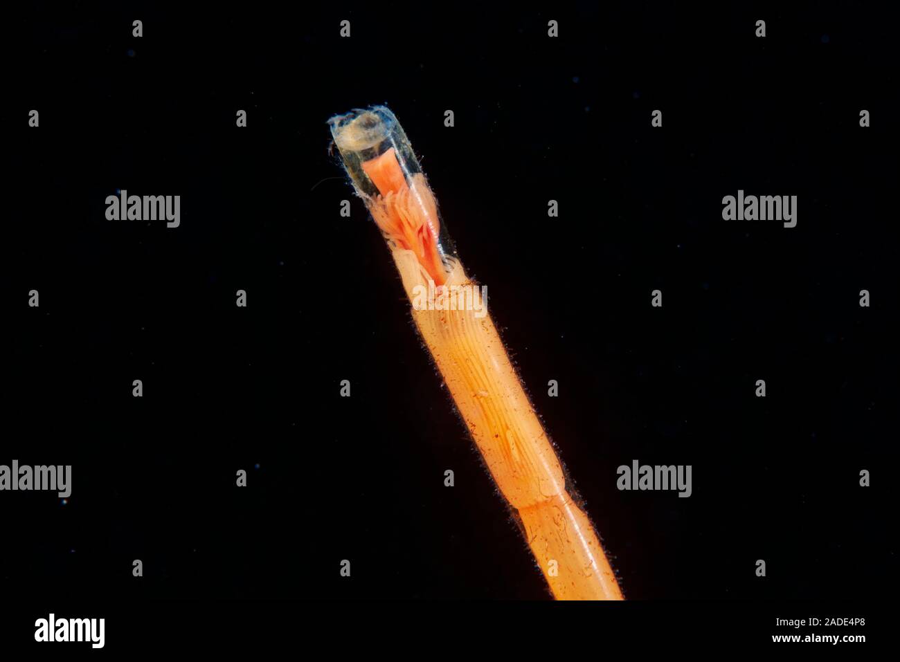 (Hydroid tubularia Tubularia Indivisa), mit Polypen eingefahren ...