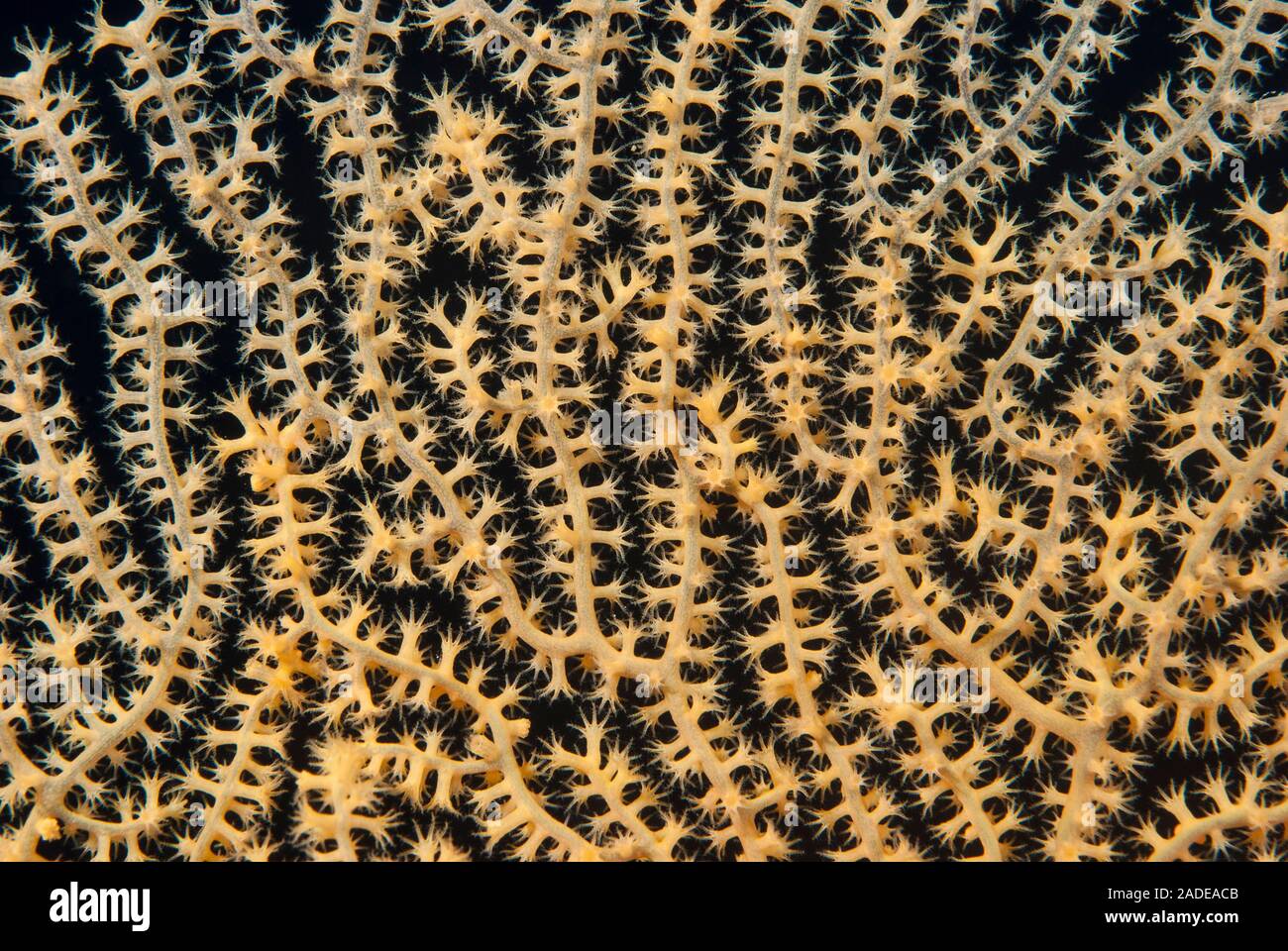 Hydrozoan polypen -Fotos und -Bildmaterial in hoher Auflösung – Alamy