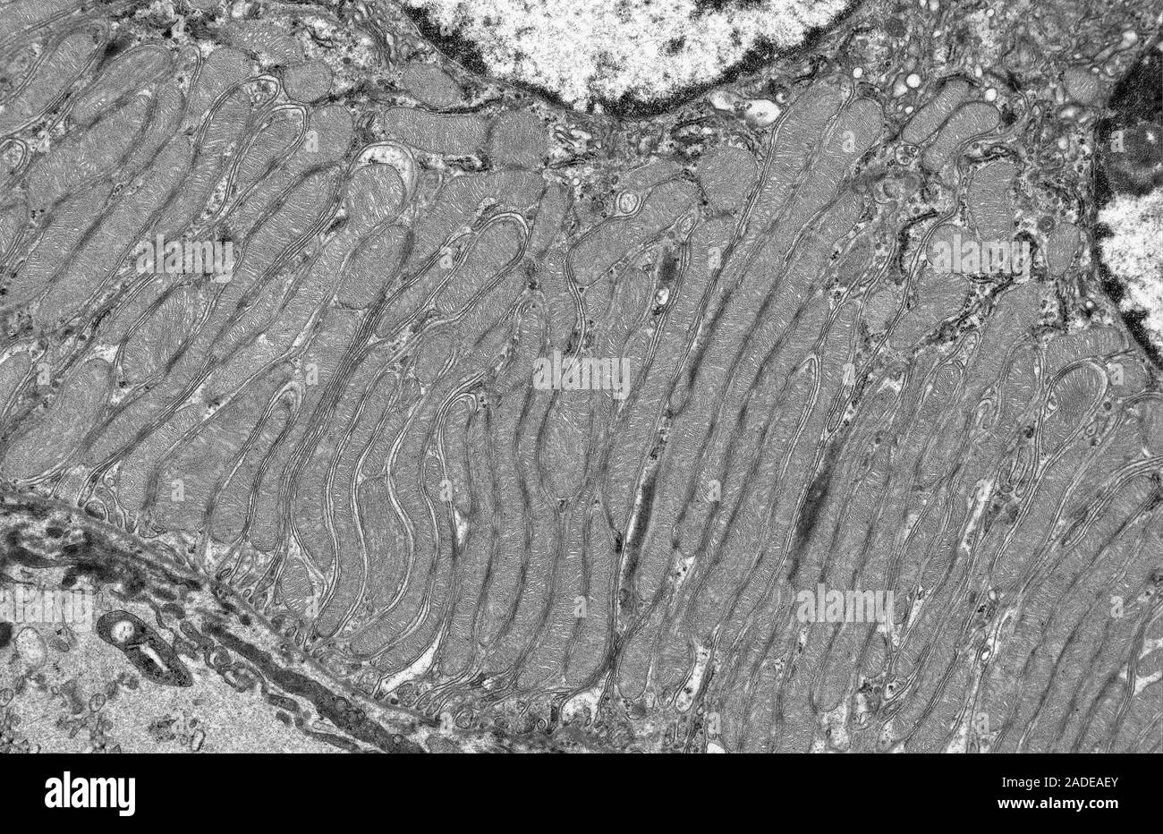 Mitochondrien. Schwarze und weiße Transmission Electron Micrograph (TEM ...