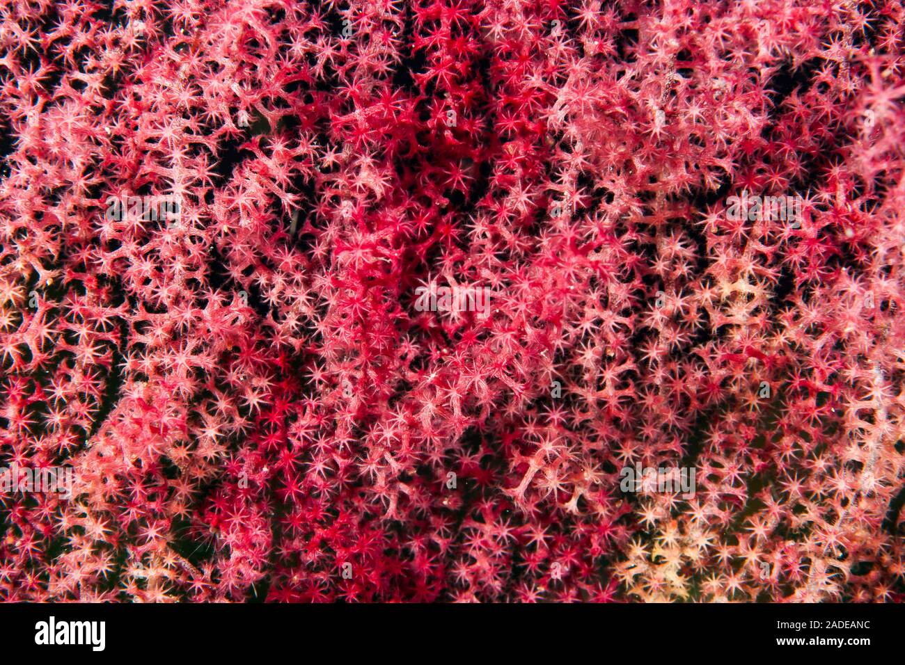 Hydrozoan polypen -Fotos und -Bildmaterial in hoher Auflösung – Alamy