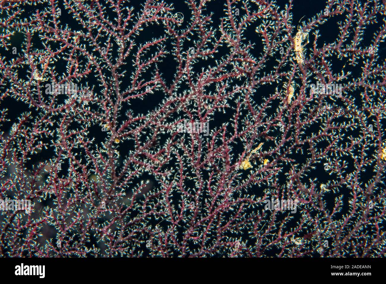 Hydrozoan polypen -Fotos und -Bildmaterial in hoher Auflösung – Alamy