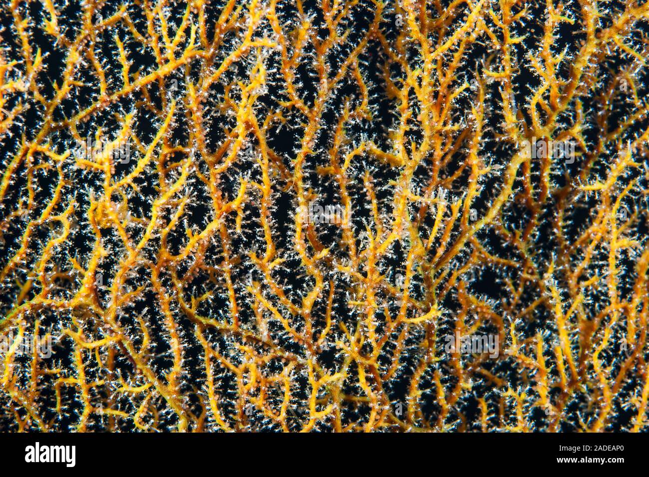 Hydrozoan polypen -Fotos und -Bildmaterial in hoher Auflösung – Alamy