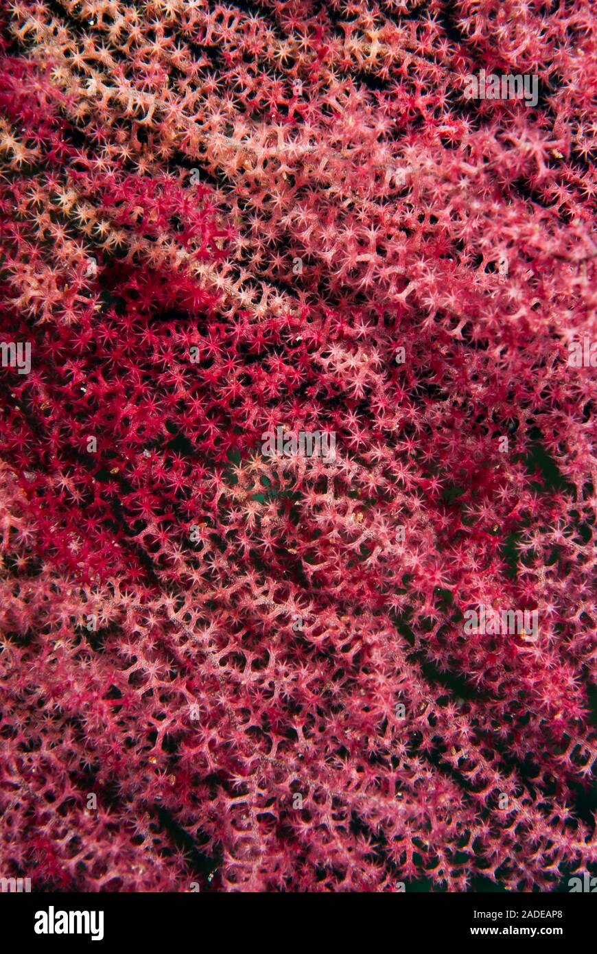 Hydrozoan Polypen Stockfotos und -bilder Kaufen - Alamy