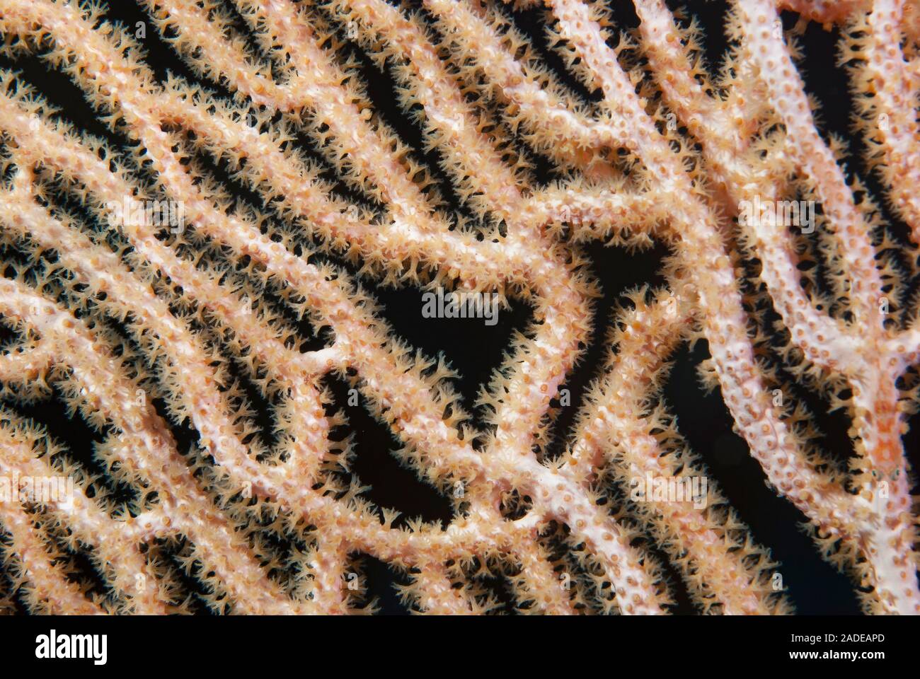 Hydrozoan polypen -Fotos und -Bildmaterial in hoher Auflösung – Alamy