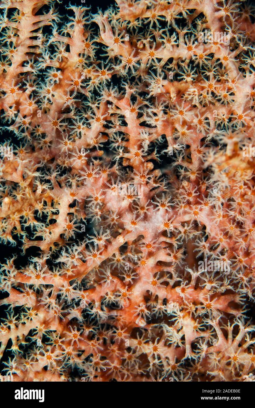 Hydrozoan Polypen Stockfotos und -bilder Kaufen - Alamy