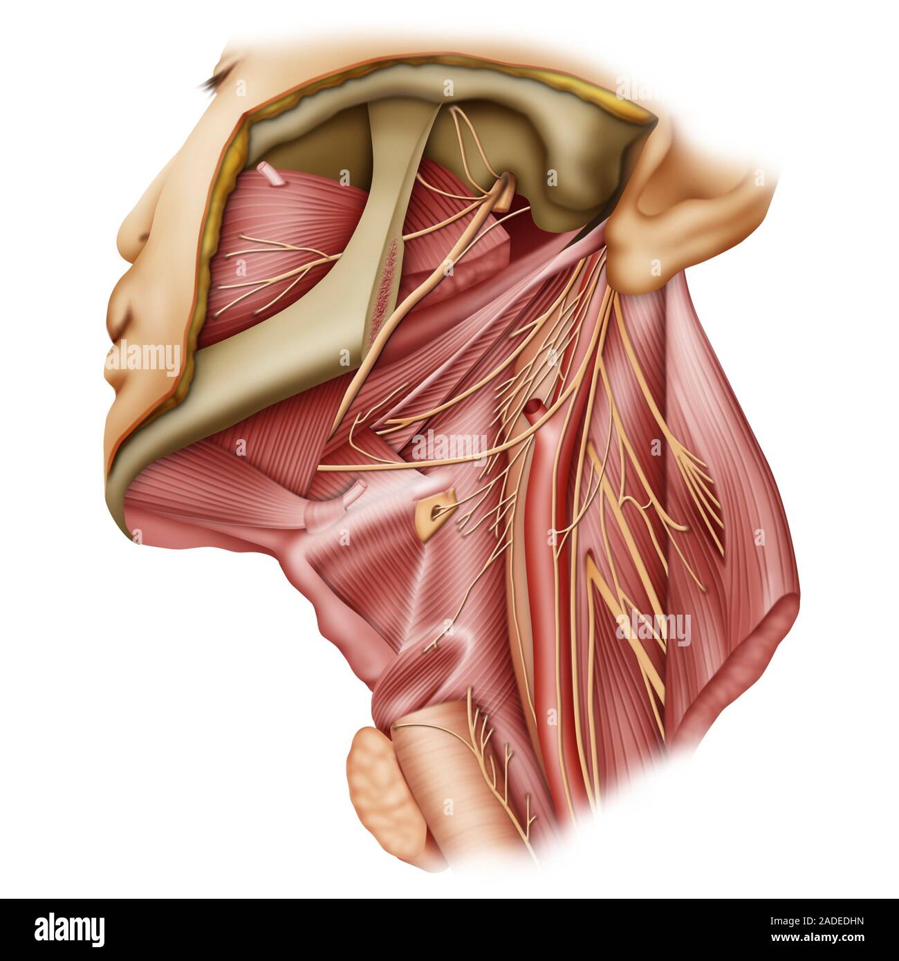 Kehle nerv Anatomie, Illustration. Die Nerven, die hier gezeigt werden, sind die Nucleus nervus ...
