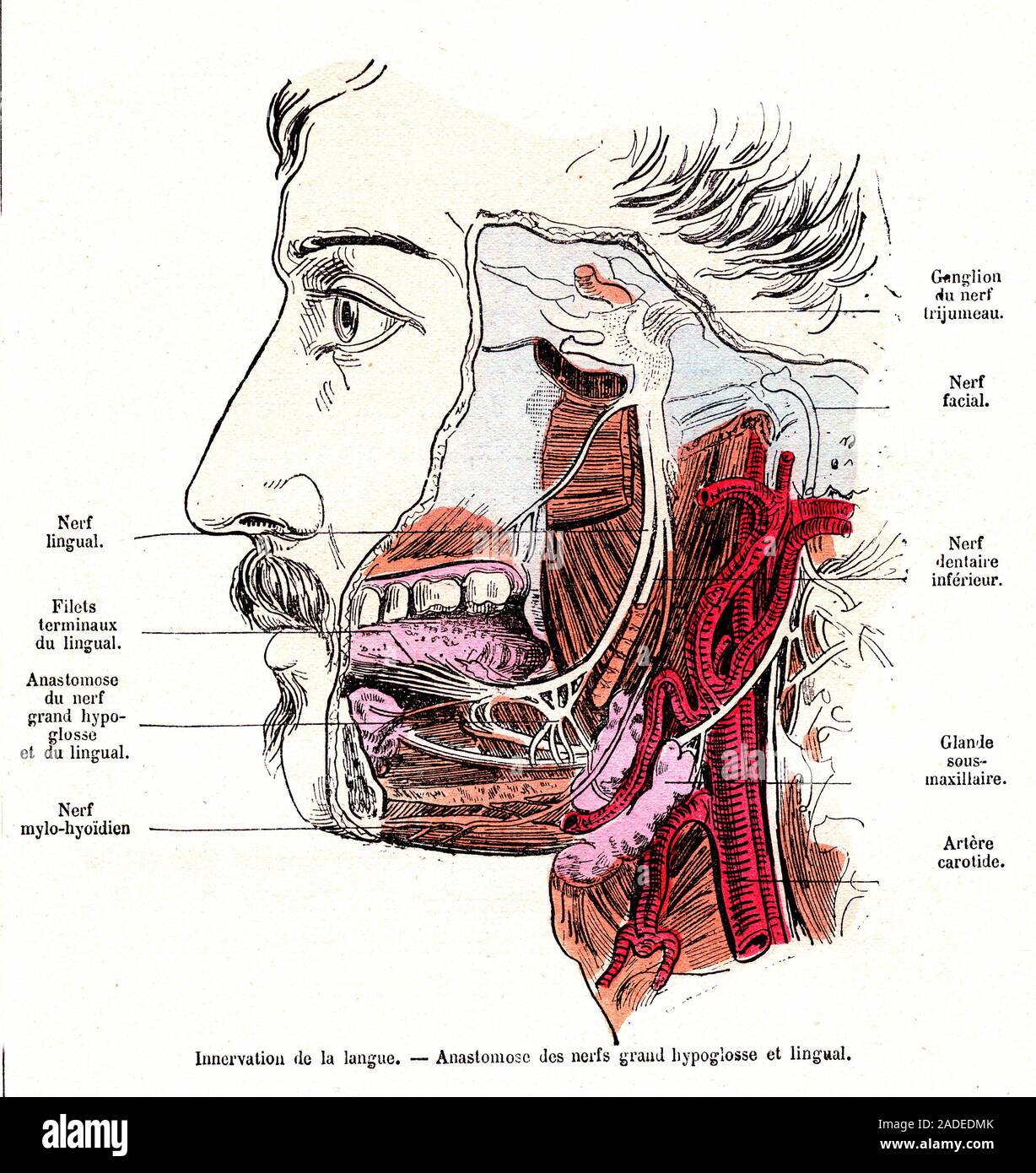 Zungendiagramm Anatomie Tonsilla Lingualis (Zungenmandel): Anatomie
