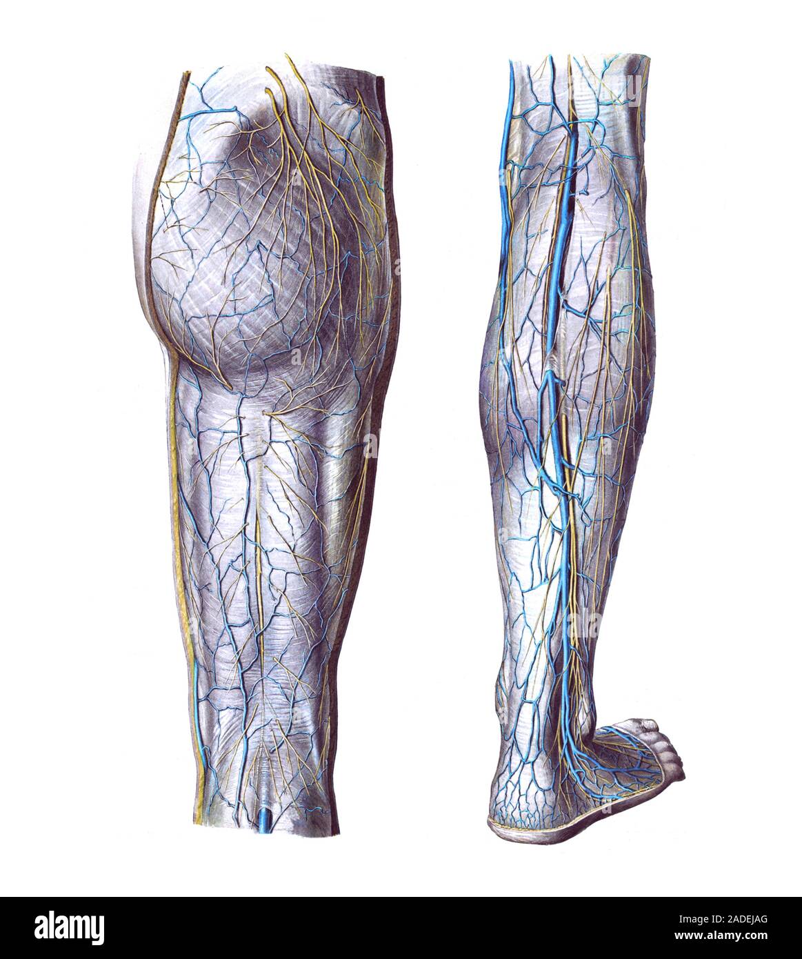 Anatomie der oberflächlichen Blutgefäße und Nerven des Gesäßbereich ...