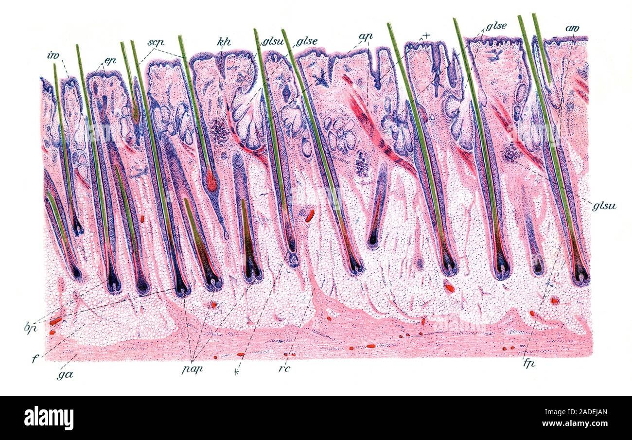 Artwork der Histologie der behaarten Haut von der Kopfhaut ...