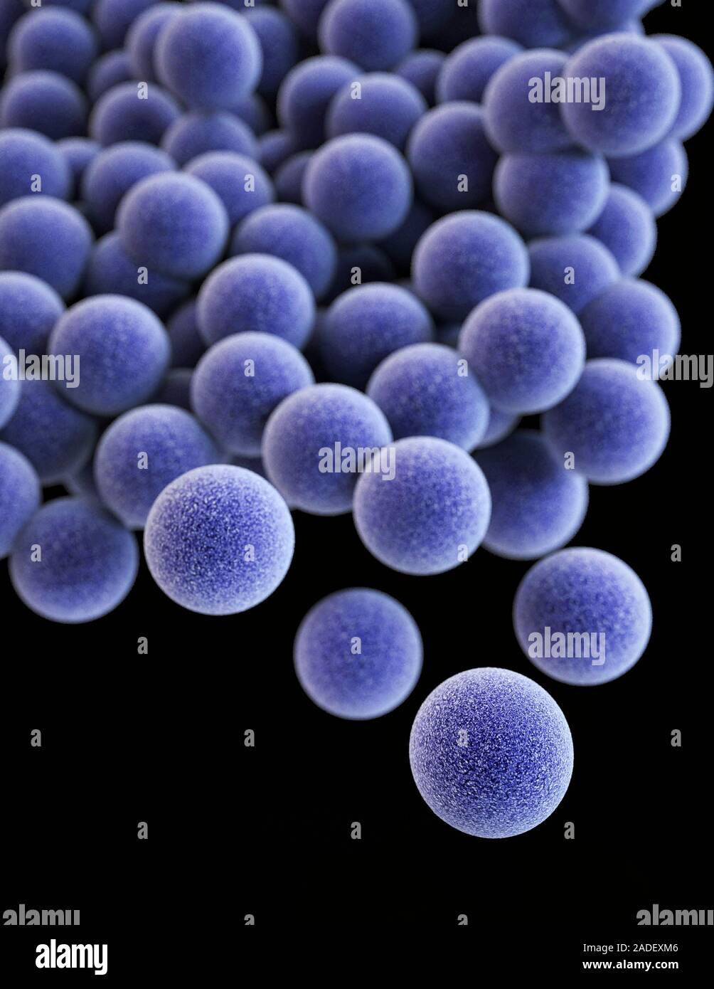 MRSA Bakte, 3D-Computer Abbildung auf Scanning Electron Microscopy (SEM ...