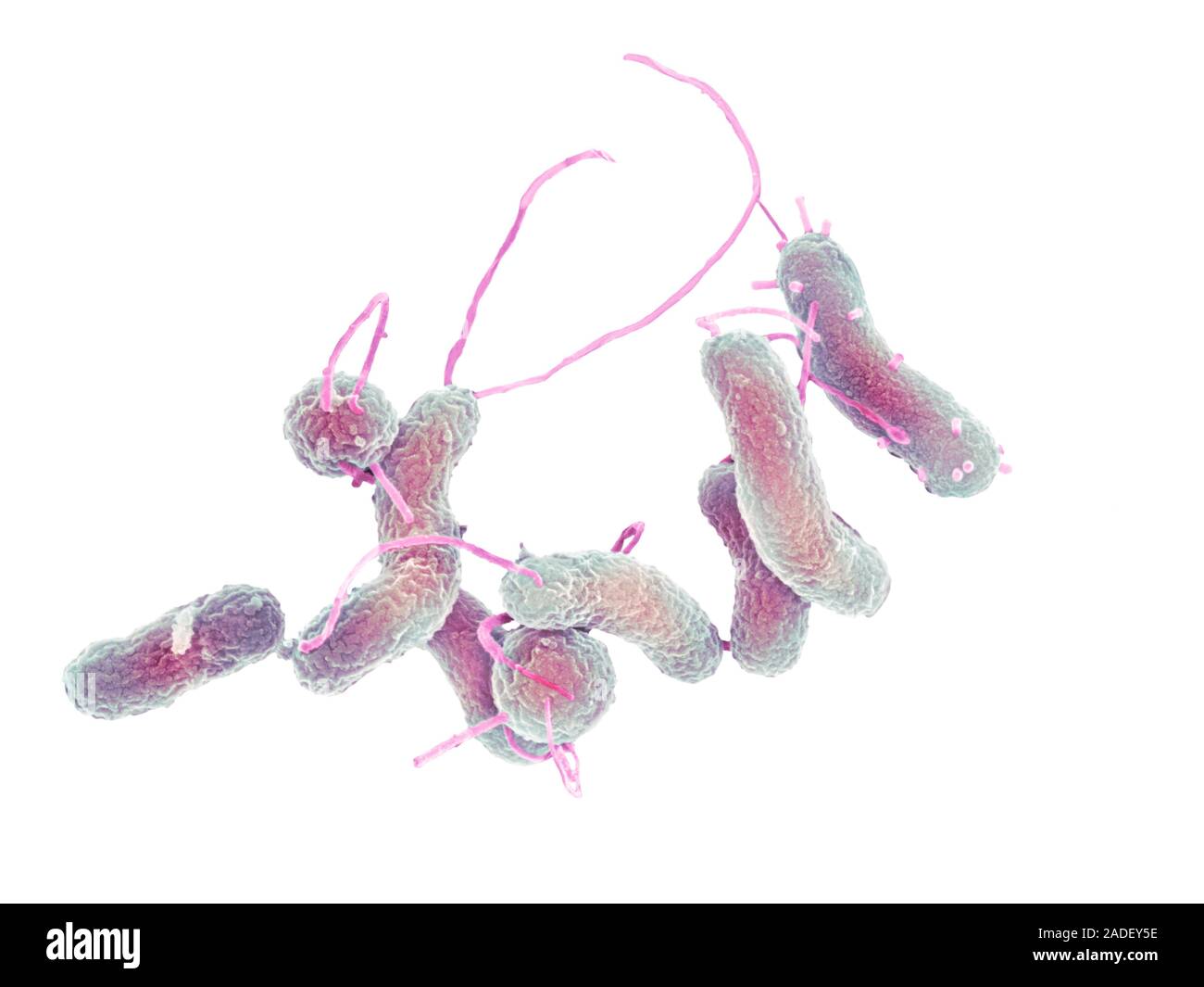 Helicobacter Pylori Bakterium, Farbig Scanning Electron Micrograph (SEM ...