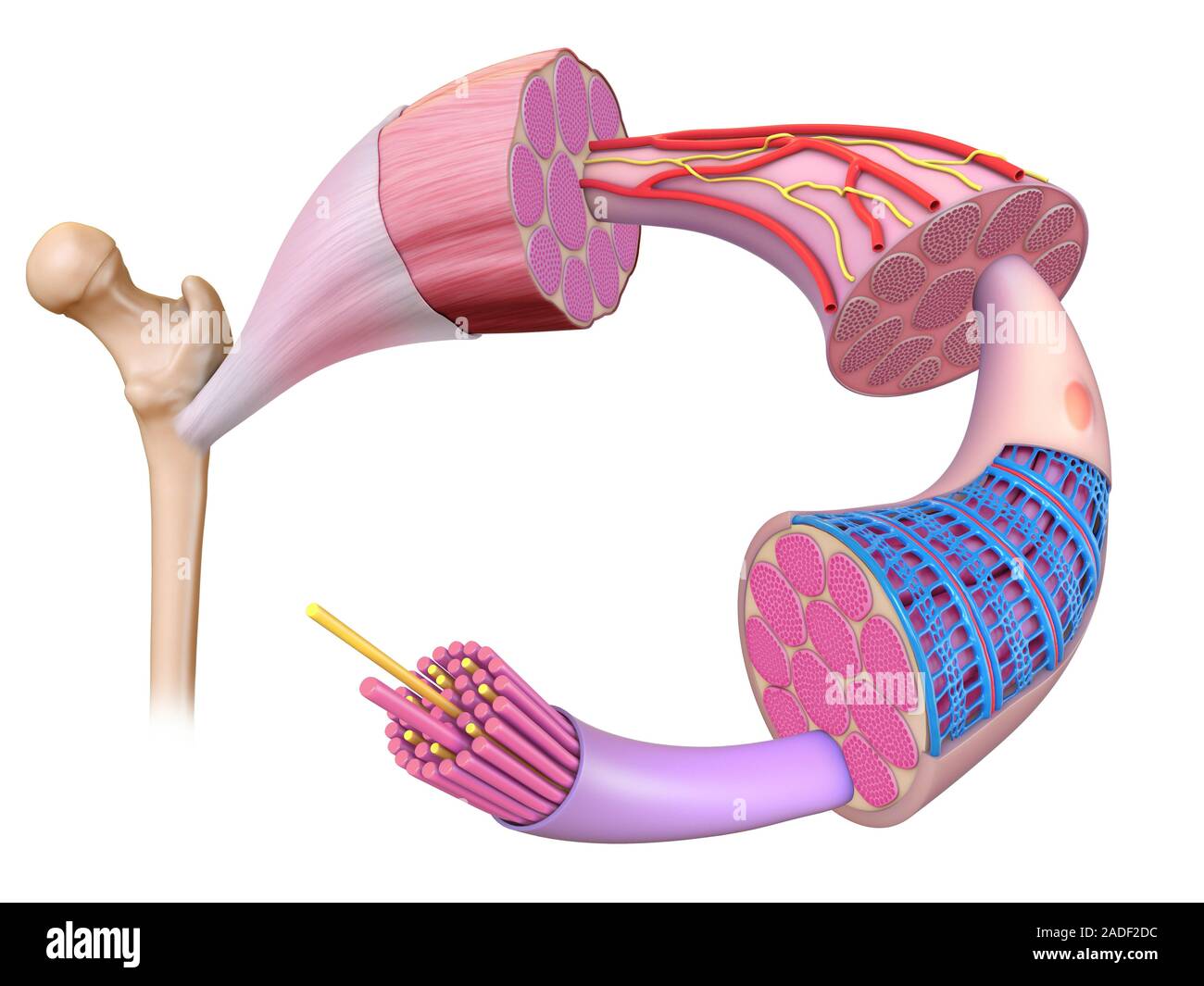 Muskelfasern Anatomie. Abbildung: die Struktur der menschlichen Muskeln ...