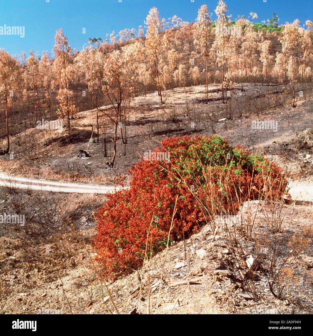 Wald verbrannt. Verbrannte Erde und toten Eukalyptus (Eucalyptus sp ...