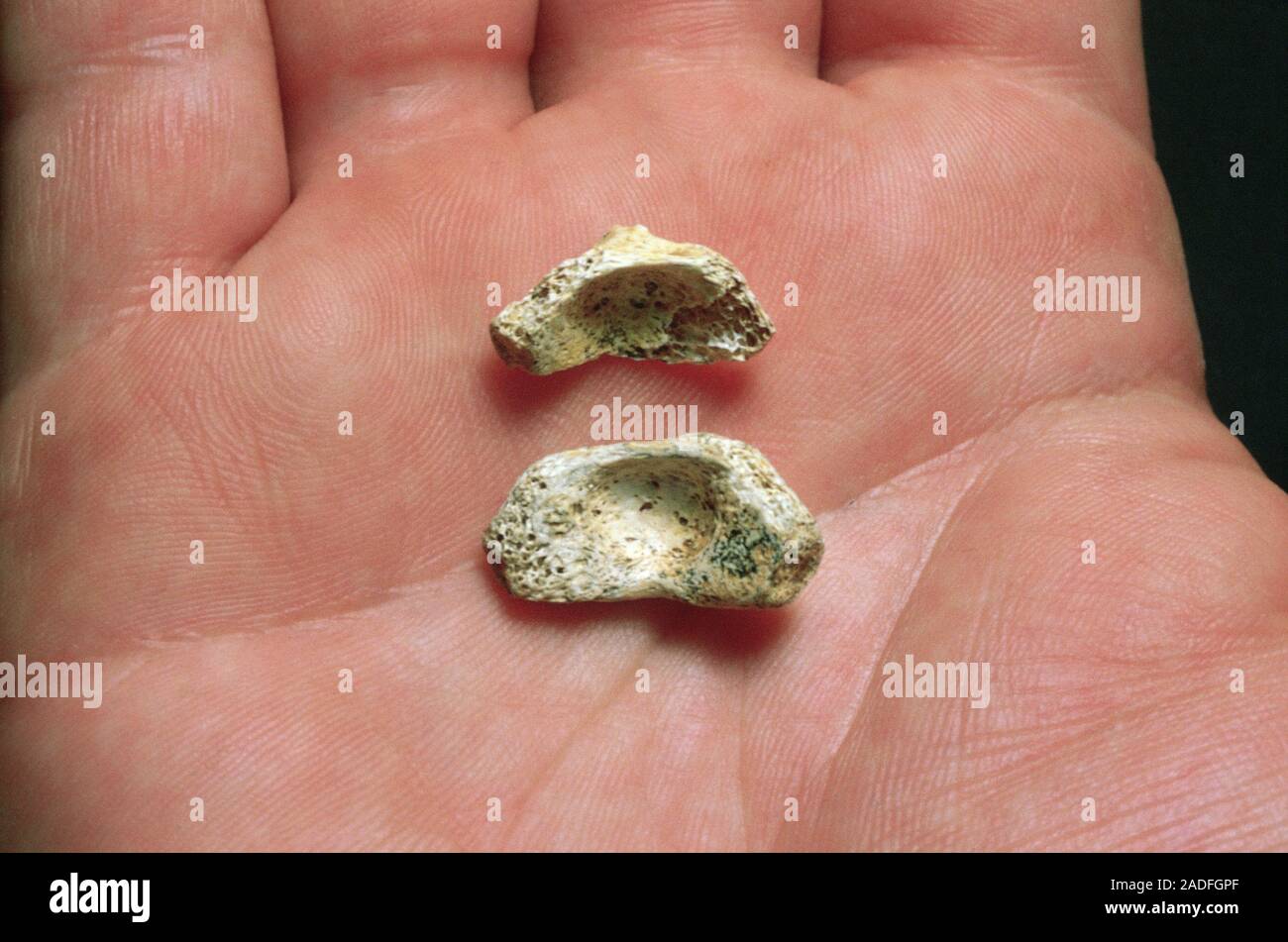 Versteinerte Knochen, hyoid Sima de los Huesos. Diese hyoid ...