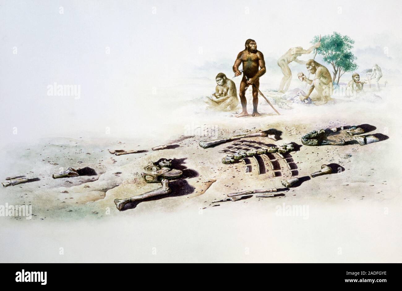 Lucy und Australopithecus afarensis. Artwork der Lucy Skelett und ein ... Lucy und Australopithecus afarensis. Artwork der Lucy Skelett und ein ...