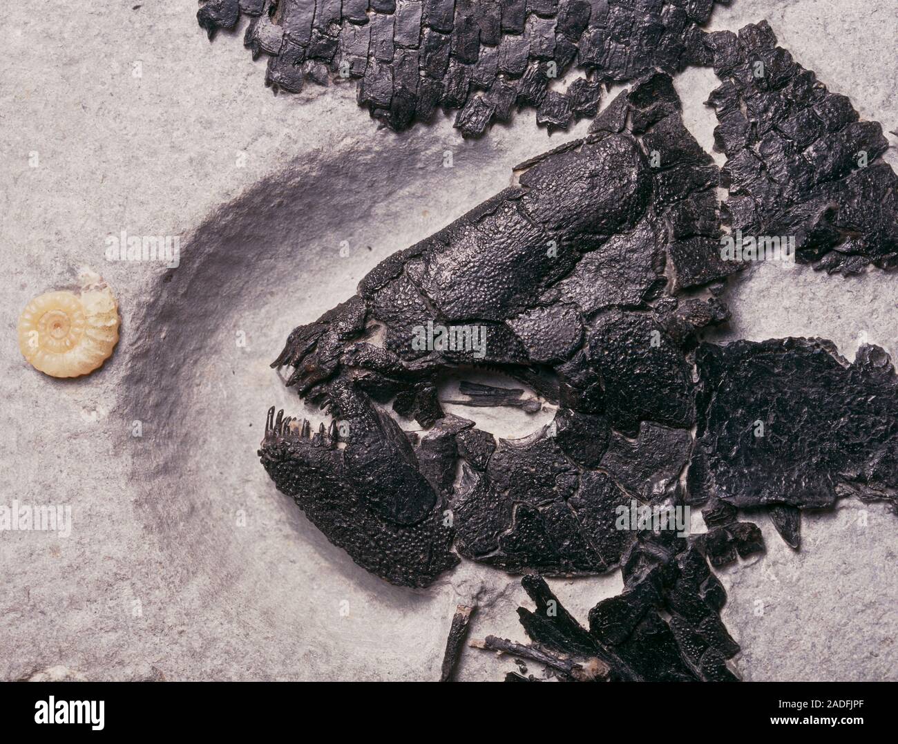 Versteinerte Fische. Dapedius (Dapedium sp.) ist ein Emaille-skalierten ...