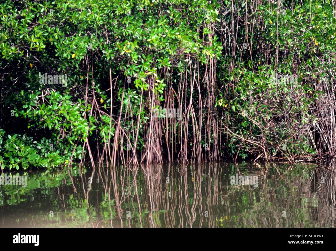 Eine rote Mangrove Tree, Rhizophora mangle, wachsen in der Laguna de ...