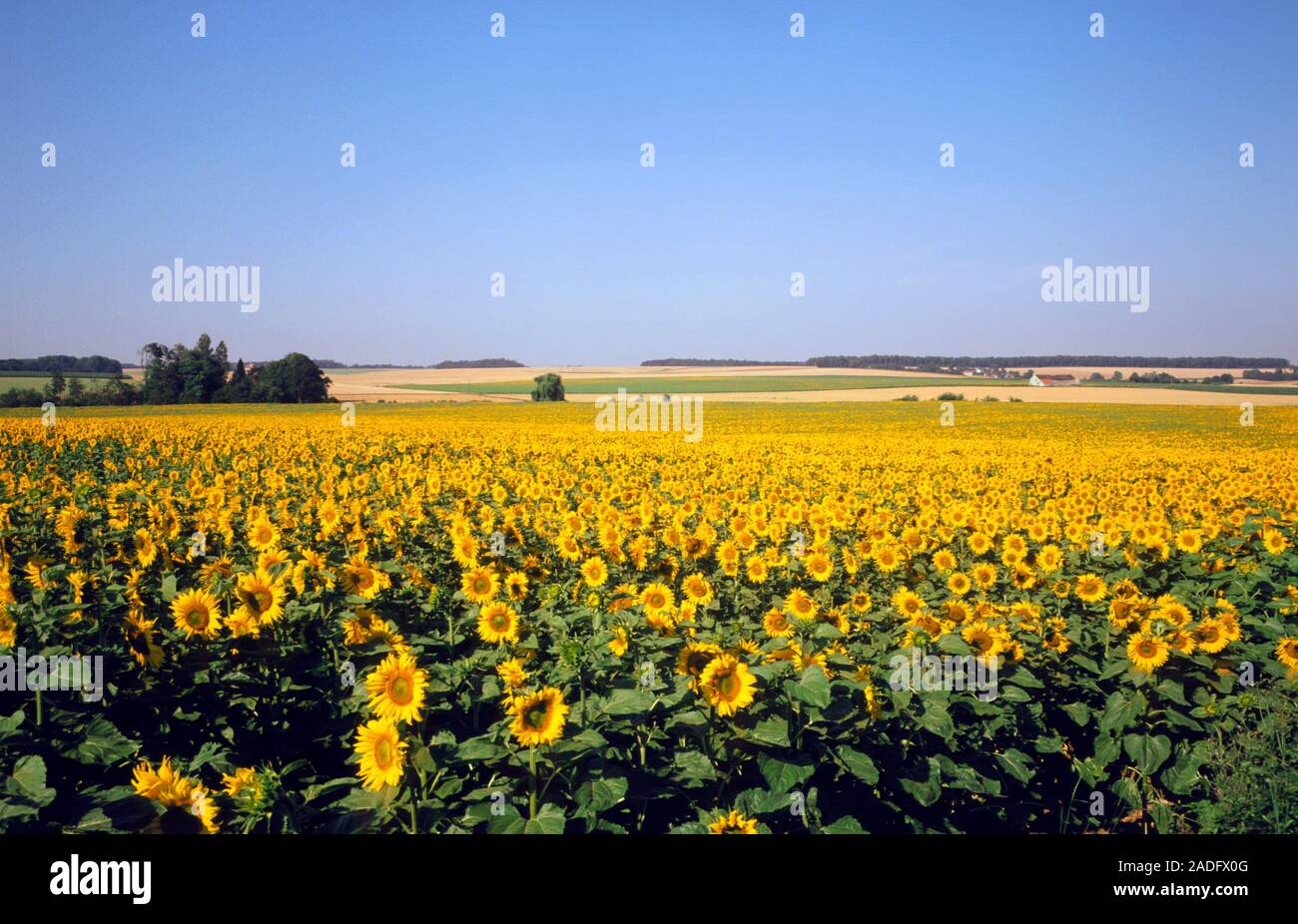 Anbau Von Sonnenblumen