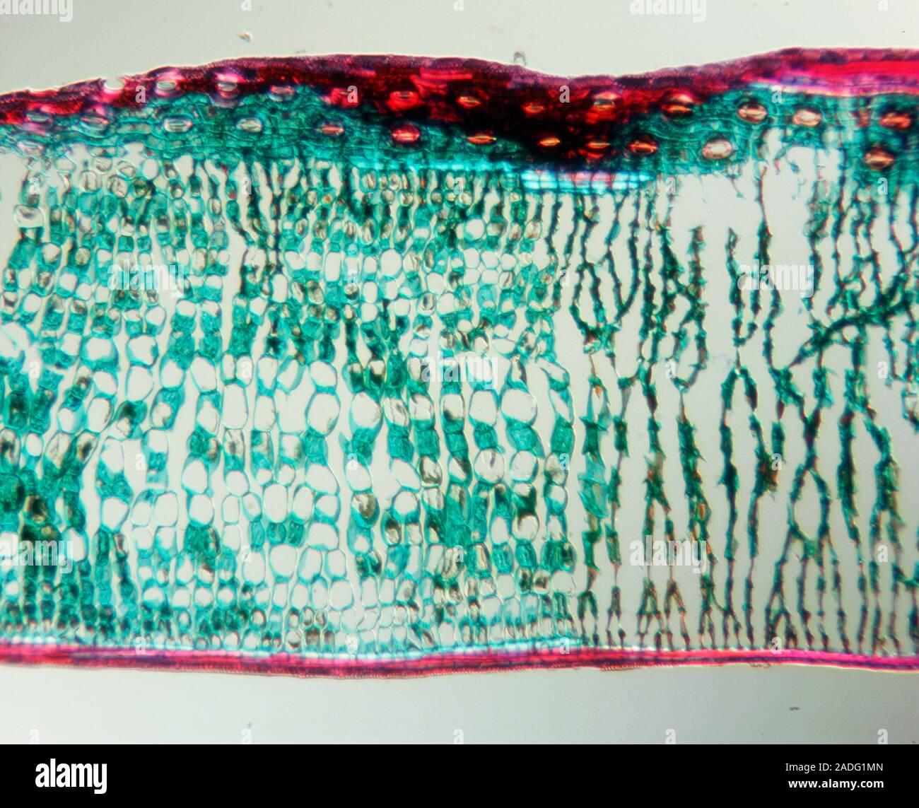 Saurer Regen Wirkung. Licht Schliffbild einen Längsschnitt einer Fichte ...