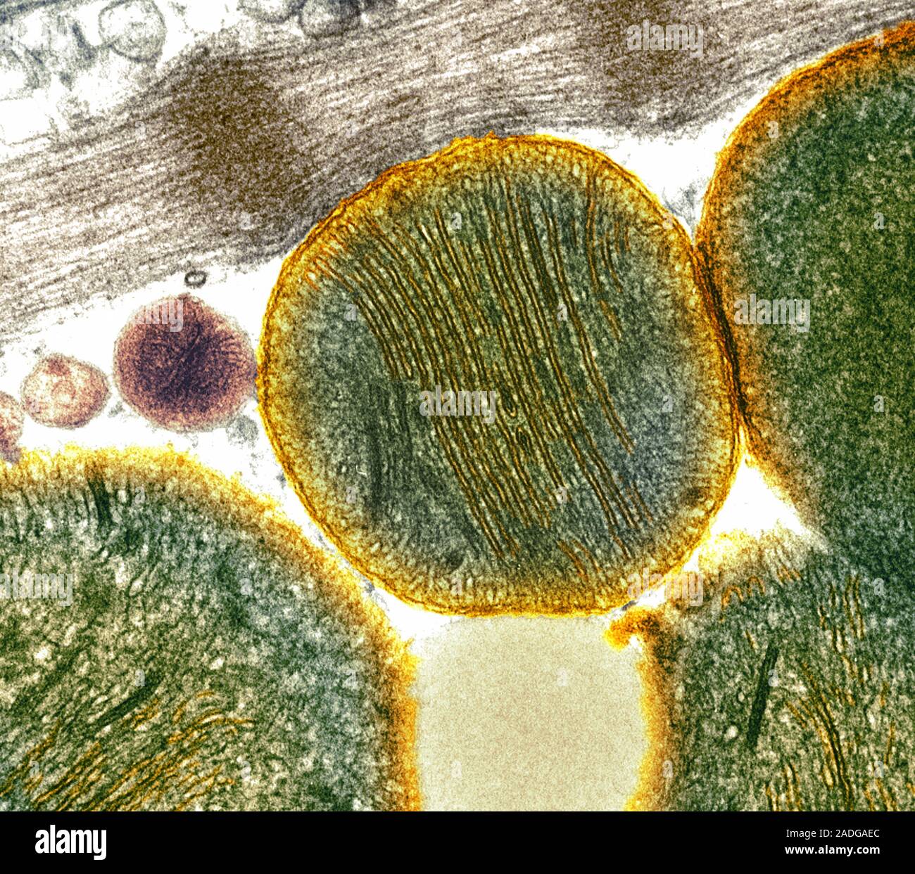 Mitochondrien. Farbige Transmission Electron Micrograph der ...