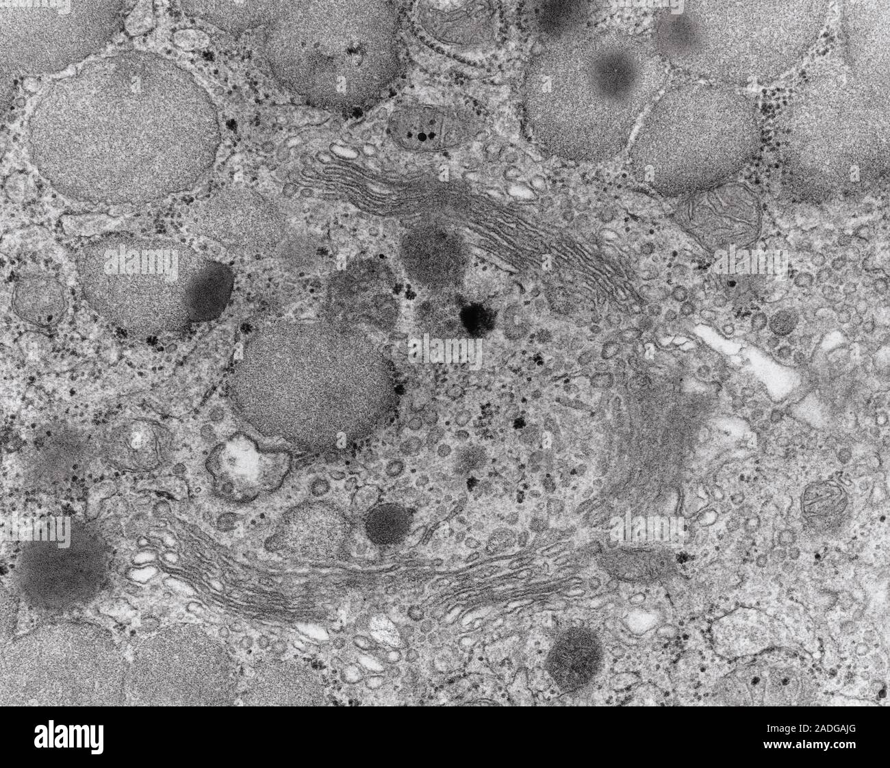 Golgi-apparat. Transmission Electron Micrograph (TEM) eines Golgi ...