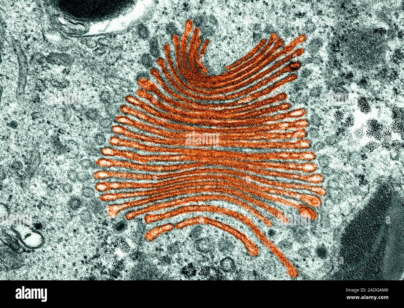 Golgi-apparat. Farbige Transmission Electron Micrograph (TEM) eines ...