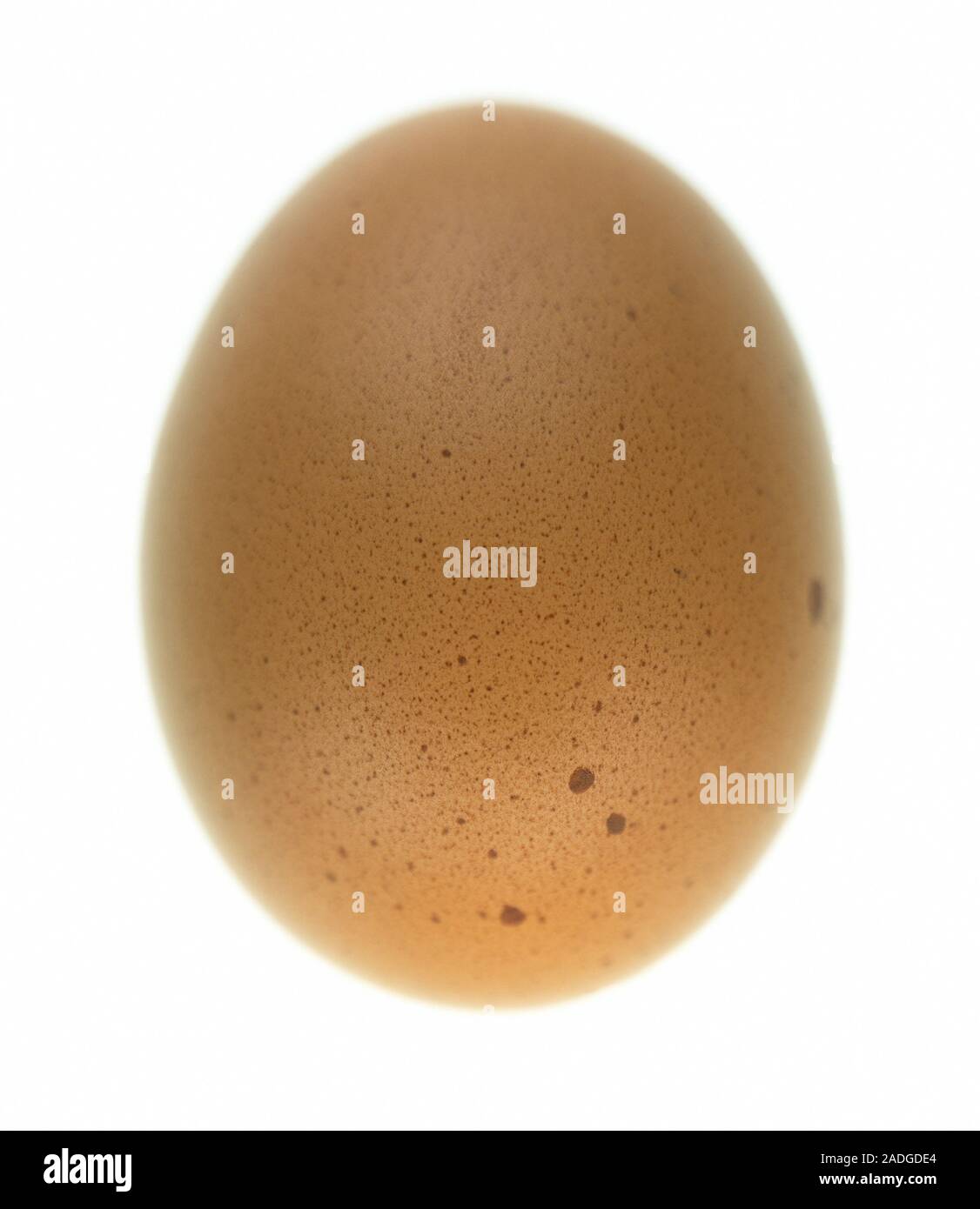 Ei in seiner Schale. Eier sind eine gute Nahrungsquelle für Protein ...