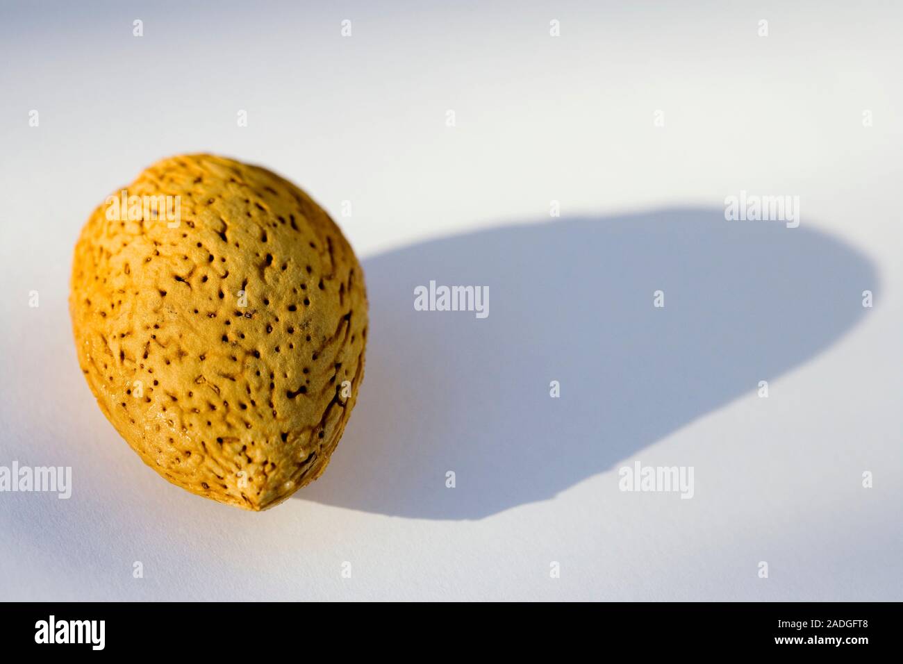 Marcona Mandeln (Prunus dulcis). Diese Vielfalt an Mandel ist vor allem ...