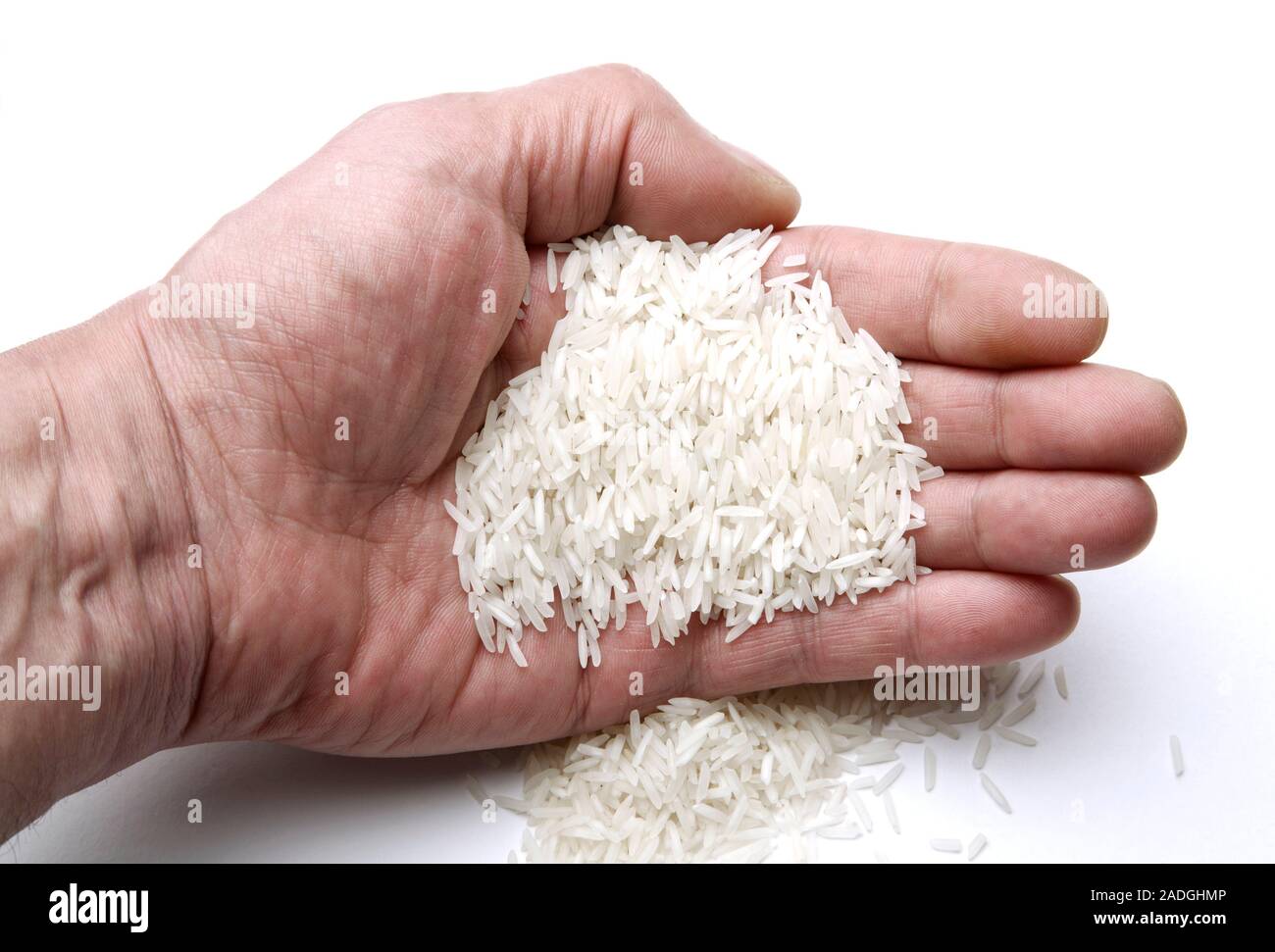 Handvoll Reis. Angebaute Reis, Oryza sativa, bildet das ...