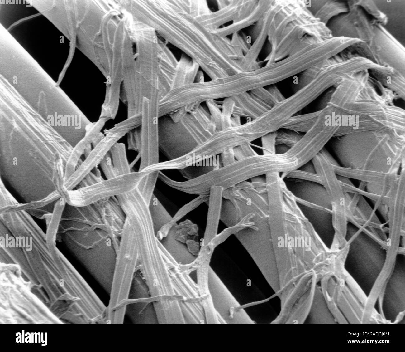 Lyocell Fasern. Scanning Electron Micrograph (SEM) von Lyocell Fasern ...