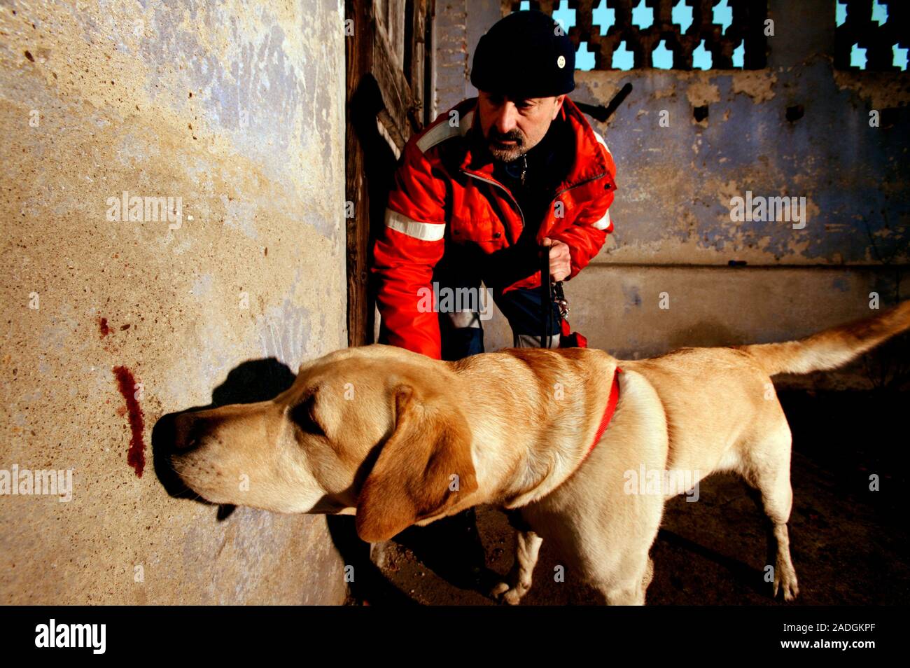 Menschliche Überreste zu finden. Hund ausgebildet einen toten Körper zu ...
