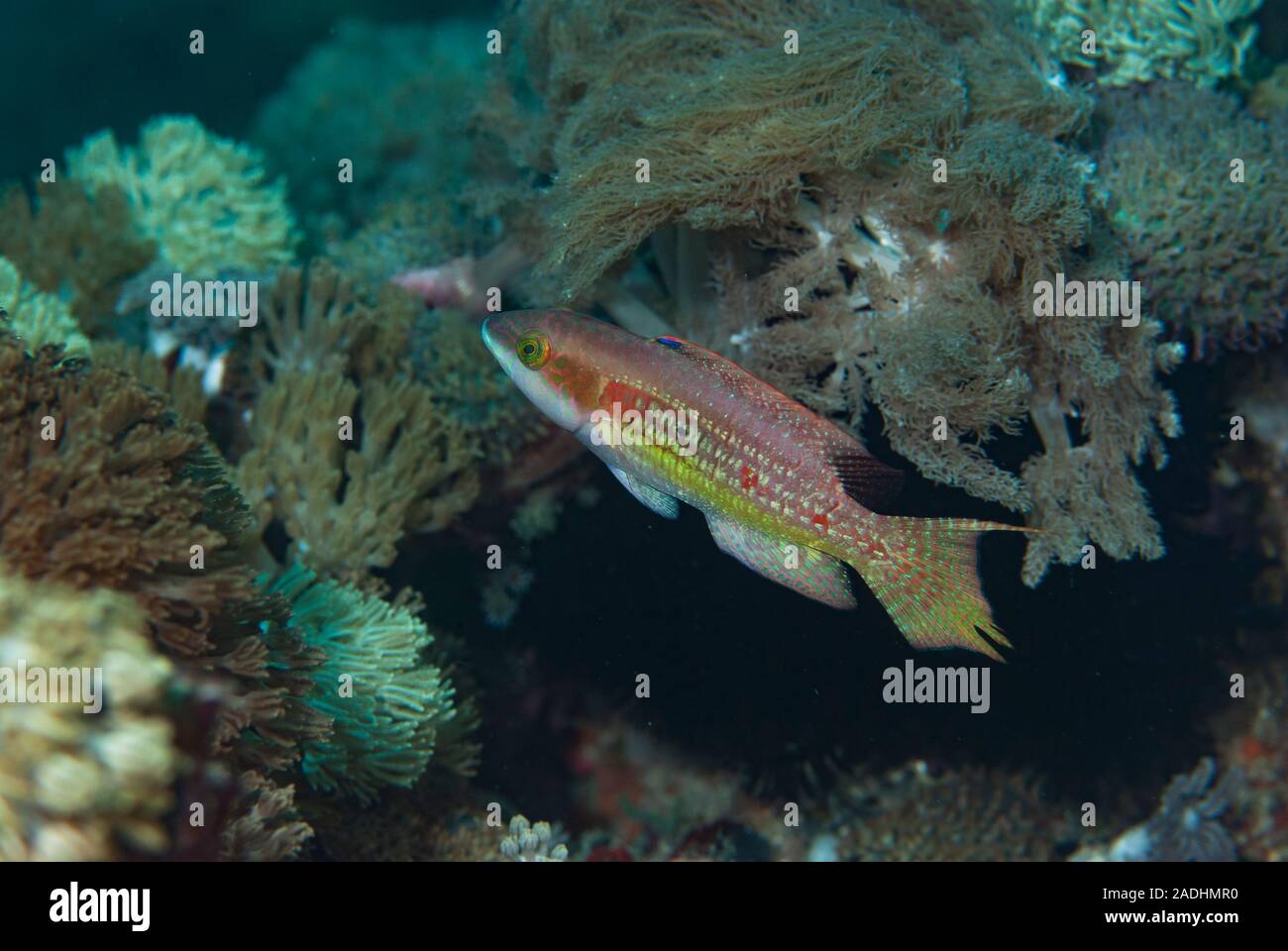 Maori wrasse -Fotos und -Bildmaterial in hoher Auflösung – Alamy