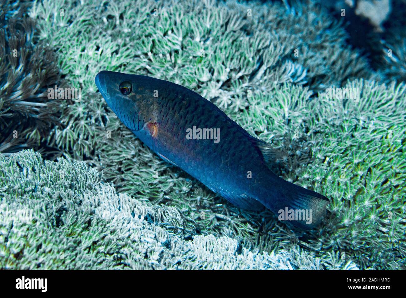 Maori wrasse -Fotos und -Bildmaterial in hoher Auflösung – Alamy