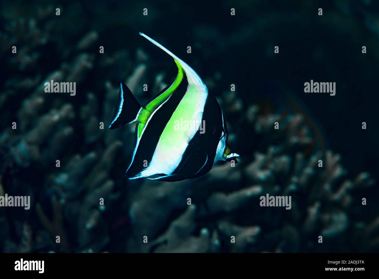 Moorish idol -Fotos und -Bildmaterial in hoher Auflösung – Alamy