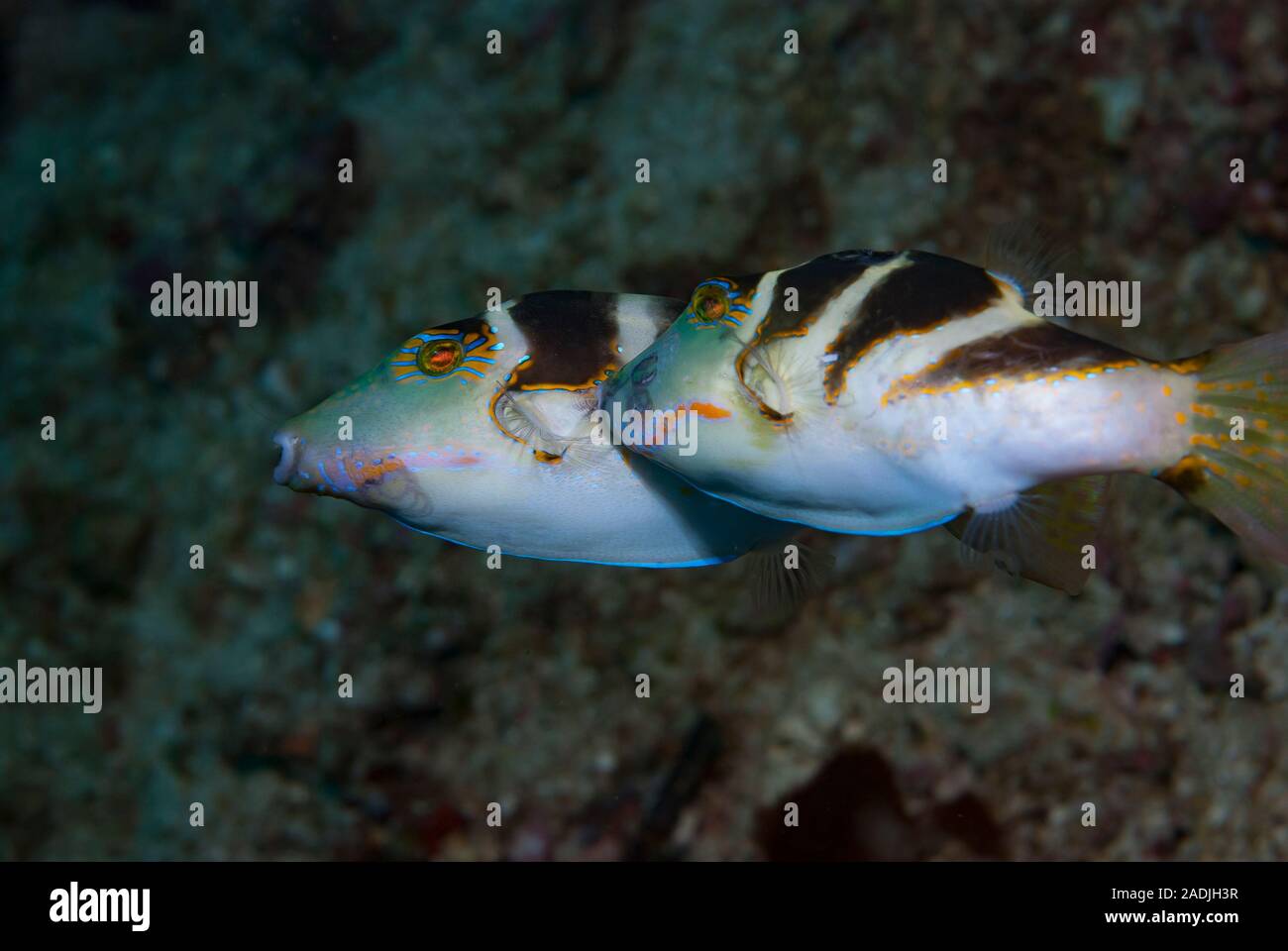 Krone aus coronata -Fotos und -Bildmaterial in hoher Auflösung – Alamy
