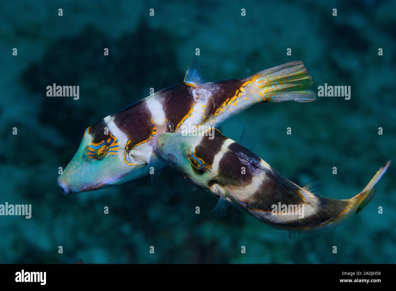 Krone aus coronata -Fotos und -Bildmaterial in hoher Auflösung – Alamy