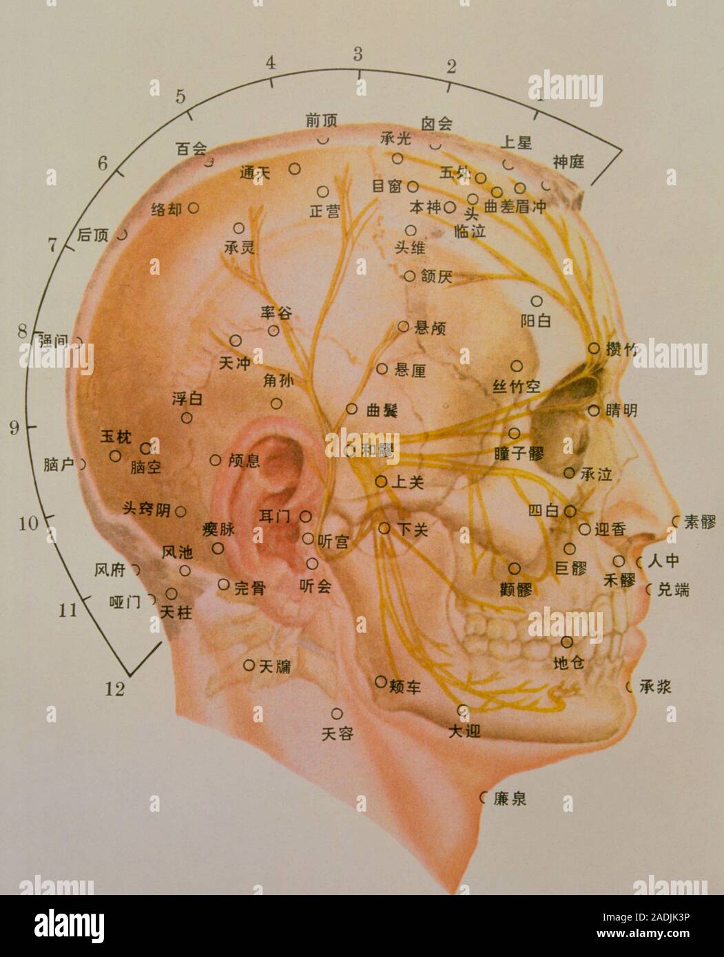 Traditionelle chinesische Akupunktur Chart zeigt eine richtige Profil ...