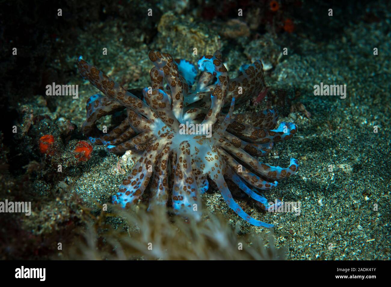 Solarbetriebene nacktschnecke -Fotos und -Bildmaterial in hoher ...
