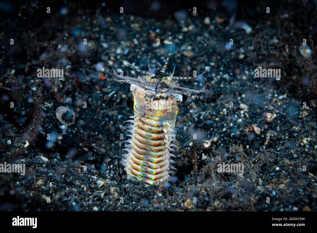 Eunice aphroditosis -Fotos und -Bildmaterial in hoher Auflösung – Alamy