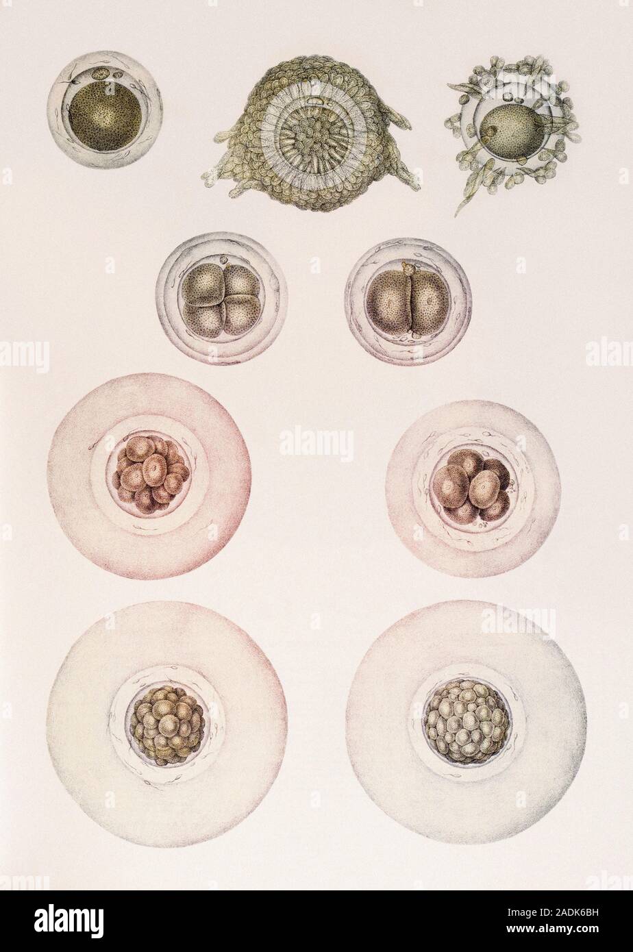 Entwicklung eines Embryos, historische anatomische Illustrationen ...