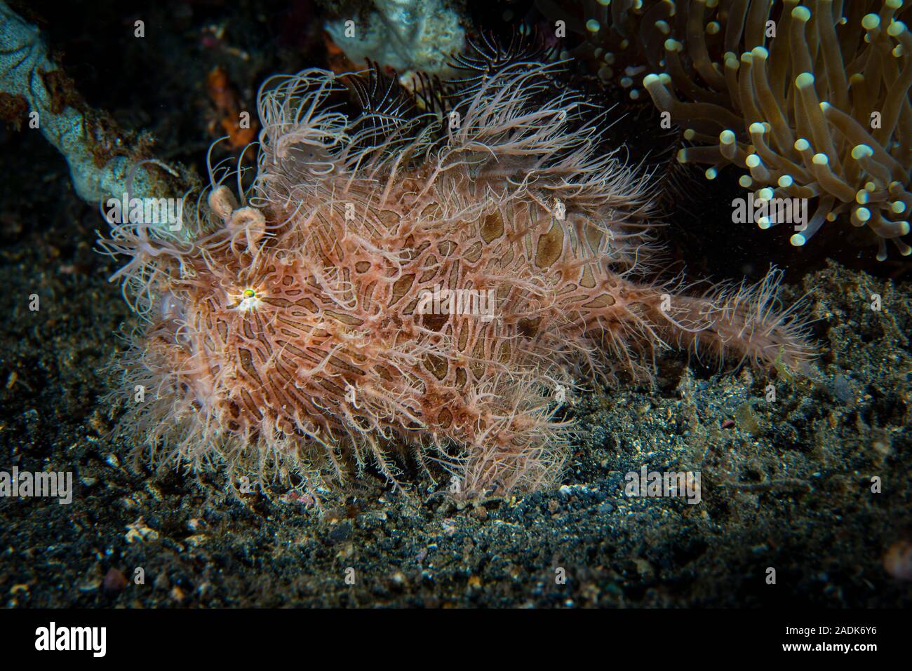 Gestreifte anglerfische -Fotos und -Bildmaterial in hoher Auflösung – Alamy