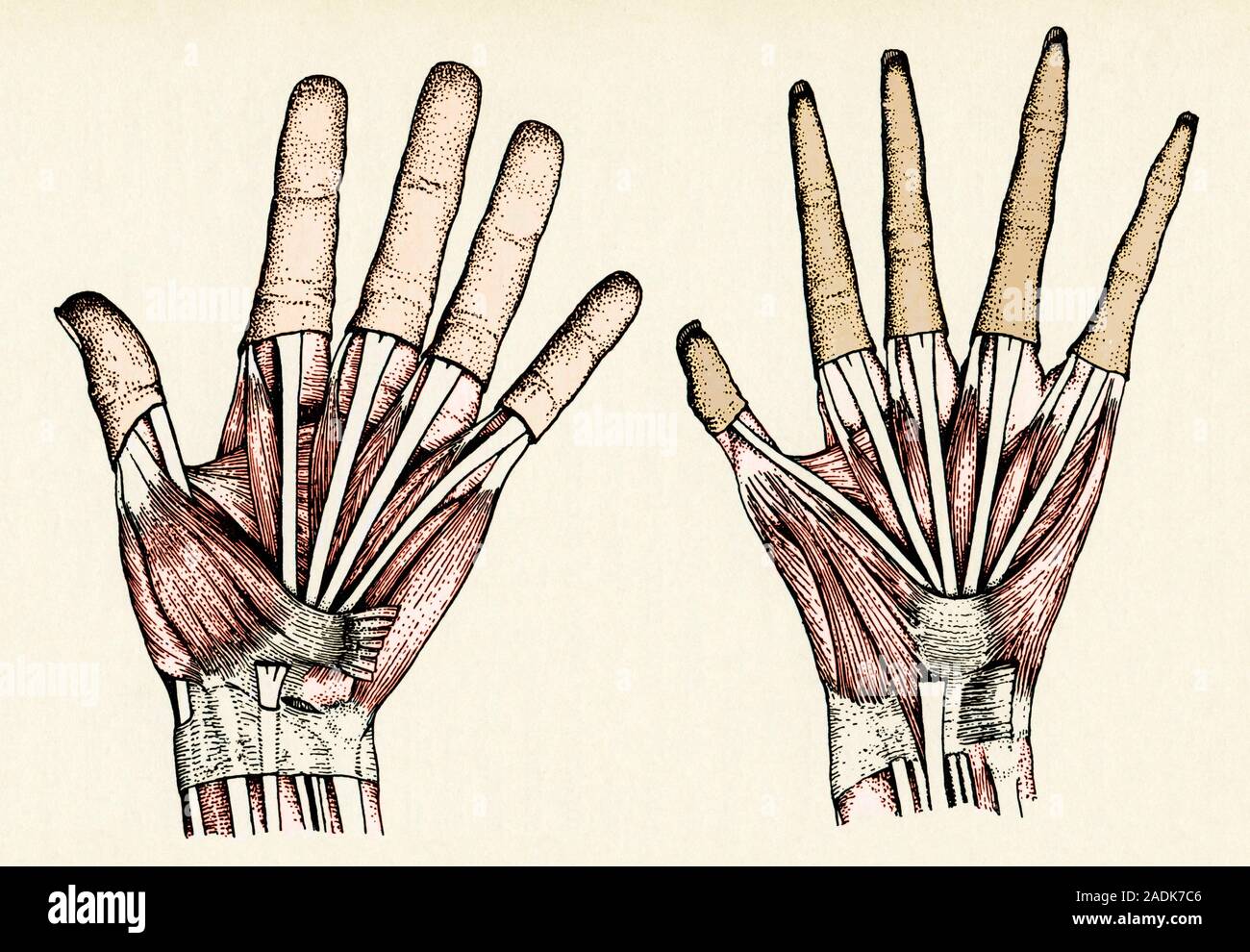 Mensch und Affe Hände. Historische Kunstwerke aus der Hand eines ...