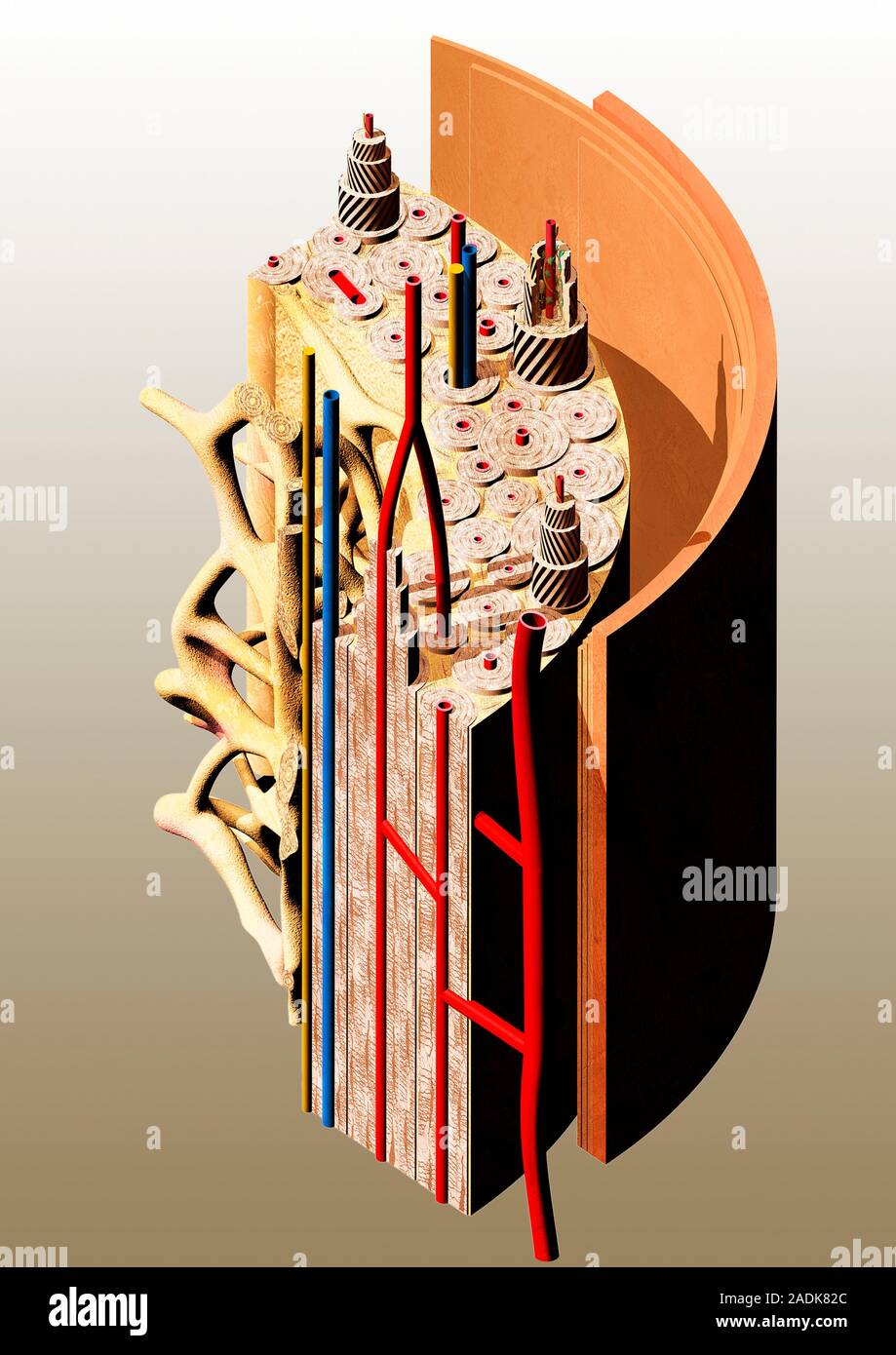 Knochen Anatomie. Computer Artwork zeigt die Anatomie eines normalen ...