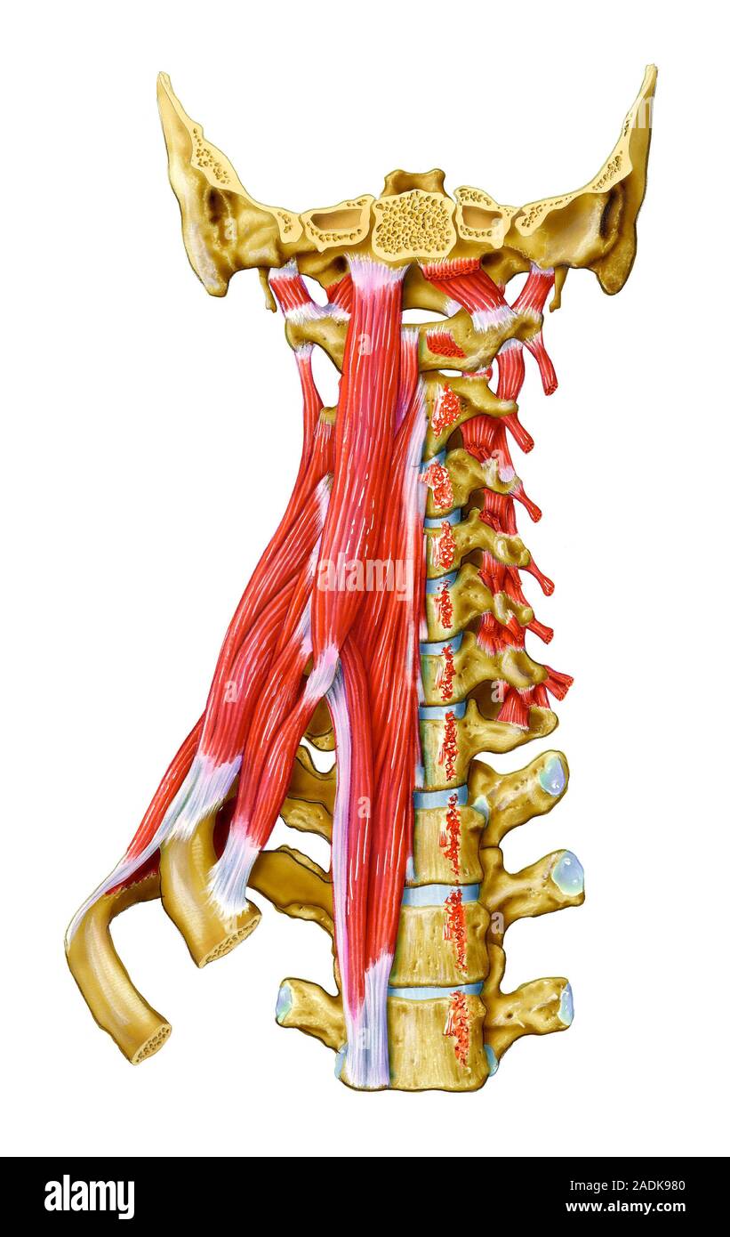 Hals Anatomie. Artwork der Anatomie der vorderen Halsmuskulatur (rot ...