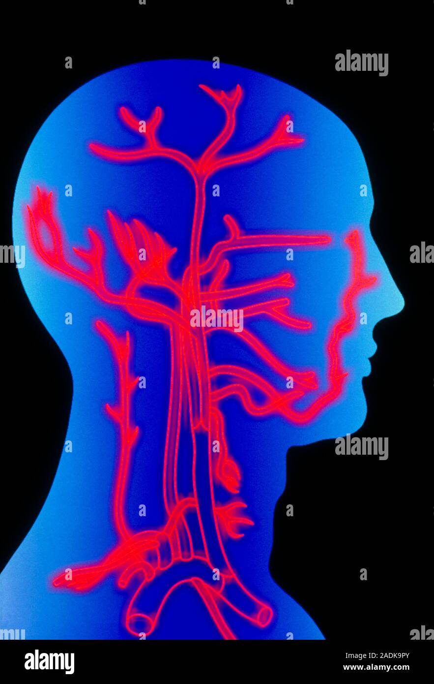 Arterien des menschlichen Kopfes. Computer Grafik heraus - Linie von ...